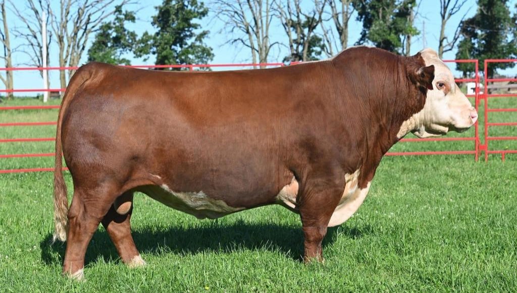 Herd Sires | Bar Star Cattle | Musselshell, MT | Elite Bulls